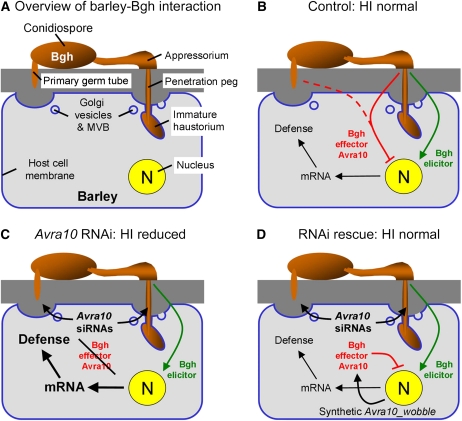HIGS: Host-Induced Gene Silencing in the Obligate Biotrophic Fungal Pathogen Blumeria graminis - PMC