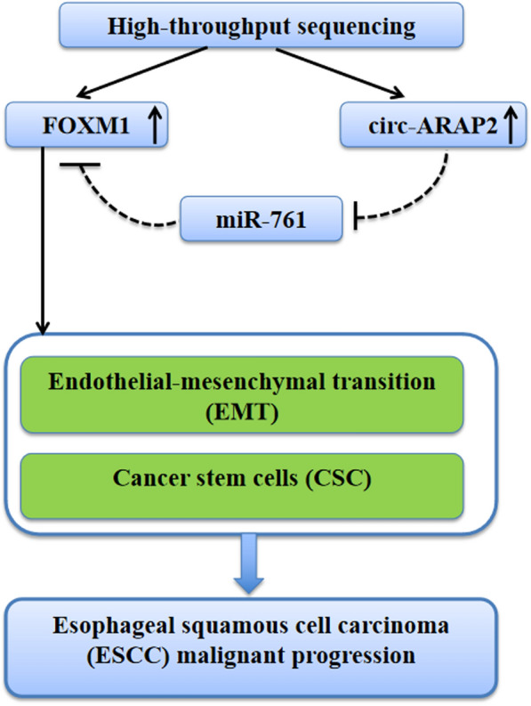 The abnormal expression of circ-ARAP2 promotes ESCC progression through ...