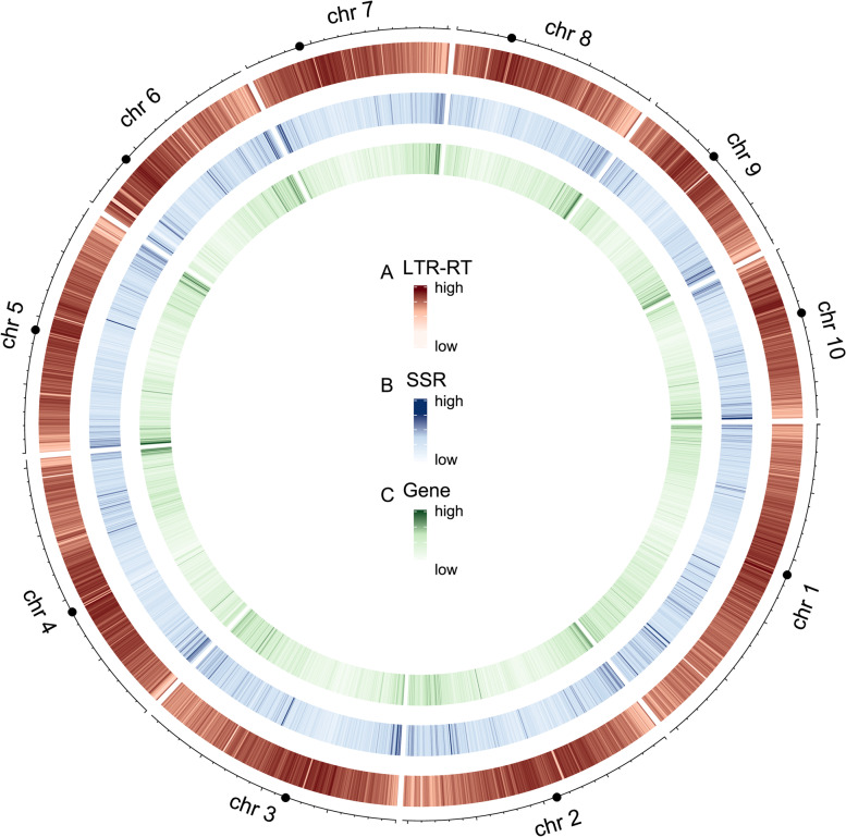 Pattern and variation in simple sequence repeat (SSR) at different ...
