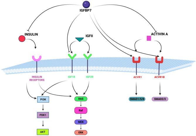 IGFBP7 is a key component of the senescence-associated secretory phenotype (SASP) that induces ...
