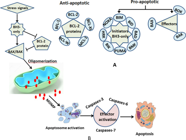 Combination of BCL-2 inhibitors and immunotherapy: a promising therapeutic strategy for ...