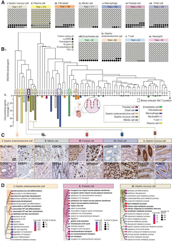 A human stomach cell type transcriptome atlas - PMC
