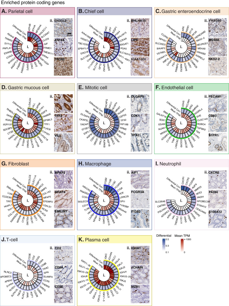 A human stomach cell type transcriptome atlas - PMC