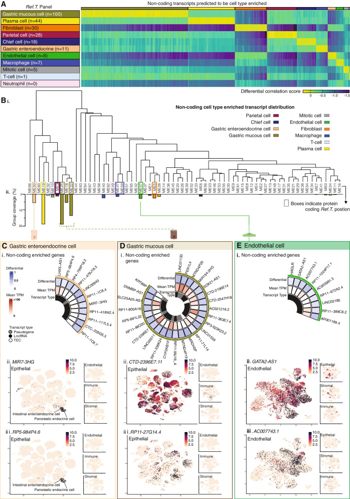 A human stomach cell type transcriptome atlas - PMC