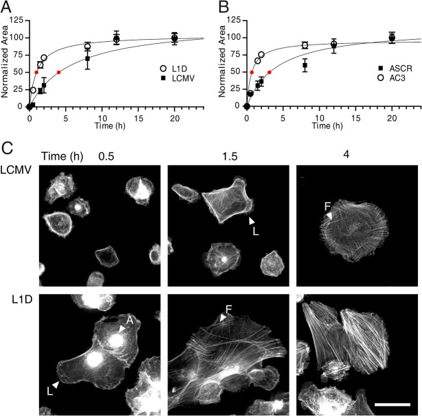Sparc Controls Melanoma Cell Plasticity Through Rac1 Pmc