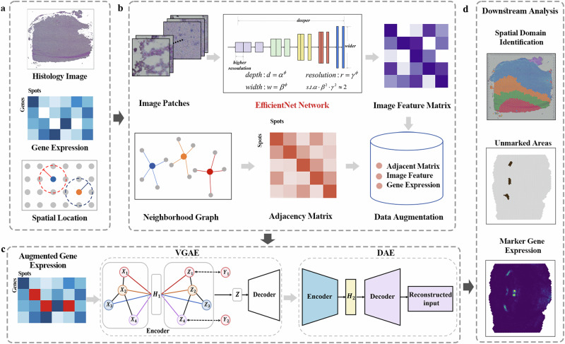 A composite scaling network of EfficientNet for improving spatial domain identification ...