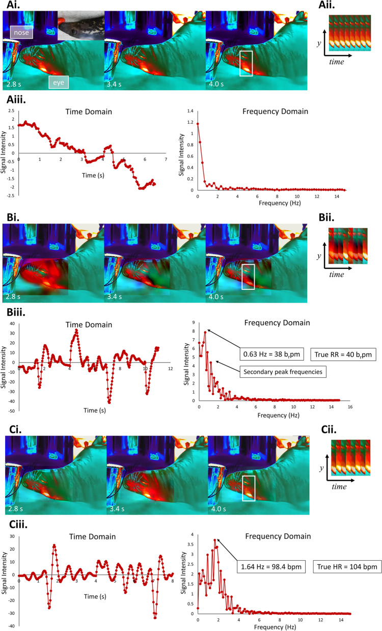 Non-invasive measurements of respiration and heart rate across wildlife species using Eulerian ...