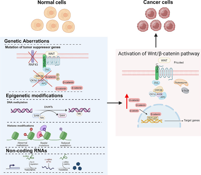 Wnt/β-catenin signaling pathway in carcinogenesis and cancer therapy - PMC
