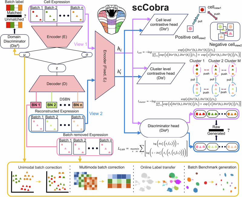 scCobra allows contrastive cell embedding learning with domain adaptation for single cell data ...
