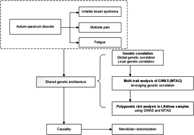 Shared genetic architecture and causality between autism spectrum disorder and irritable bowel ...
