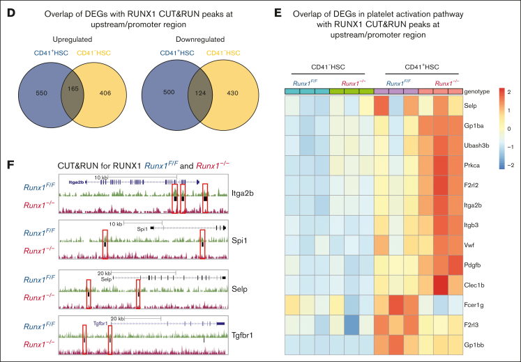 A Critical Role Of Runx1 In Governing Megakaryocyte Primed Hematopoietic Stem Cell