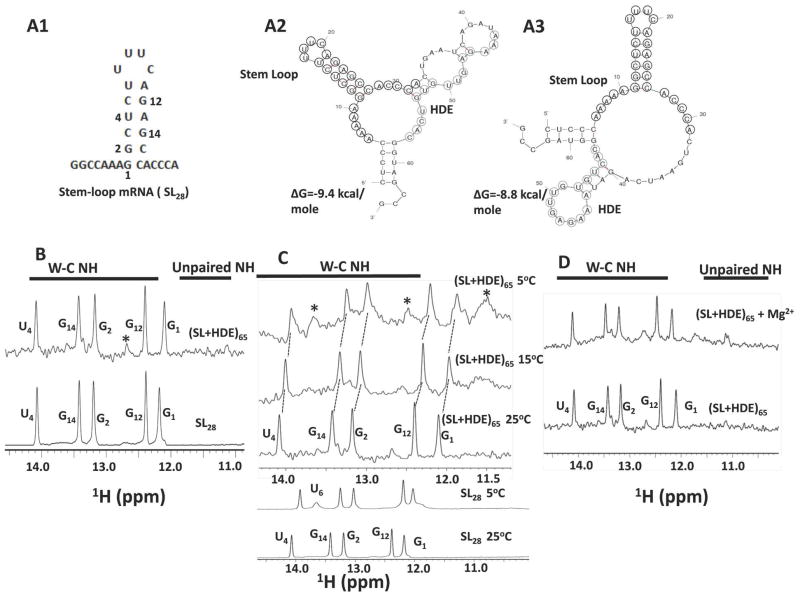 Interaction Of Histone mRNA Hairpin With Stem-Loop Binding Protein And Regulation Of The SLBP ...