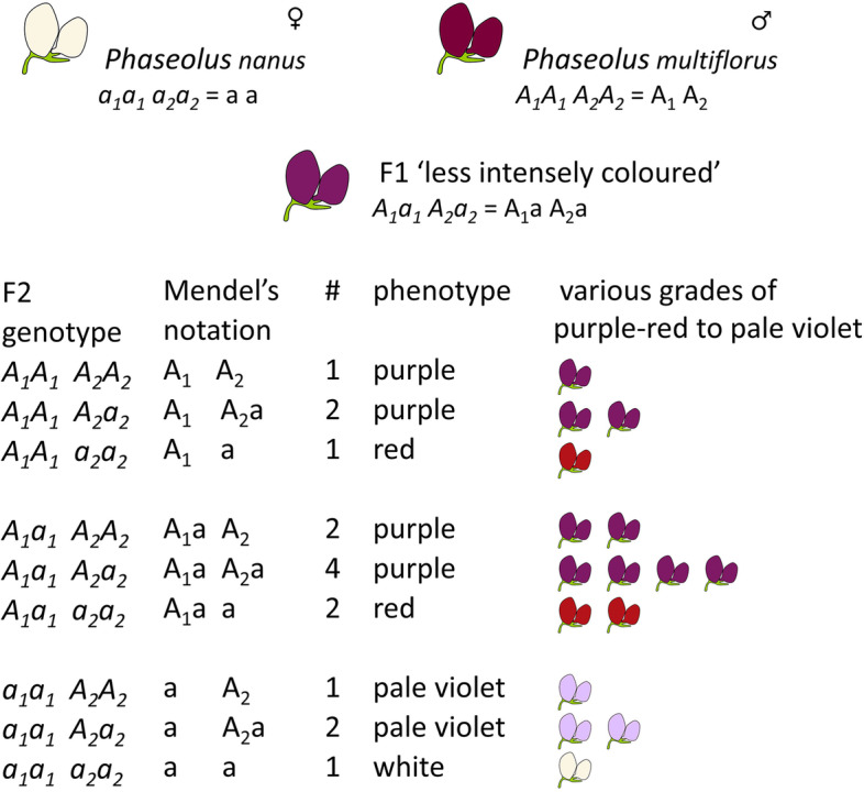 Mendel’s terminology and notation reveal his understanding of genetics ...