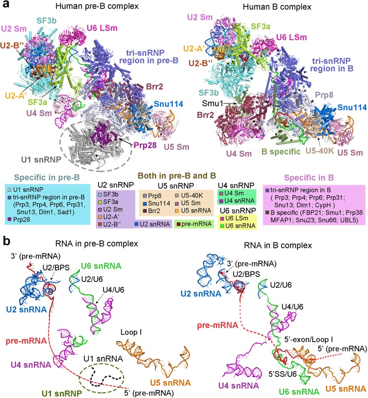 Structures of the human pre-catalytic spliceosome and its precursor spliceosome - PMC
