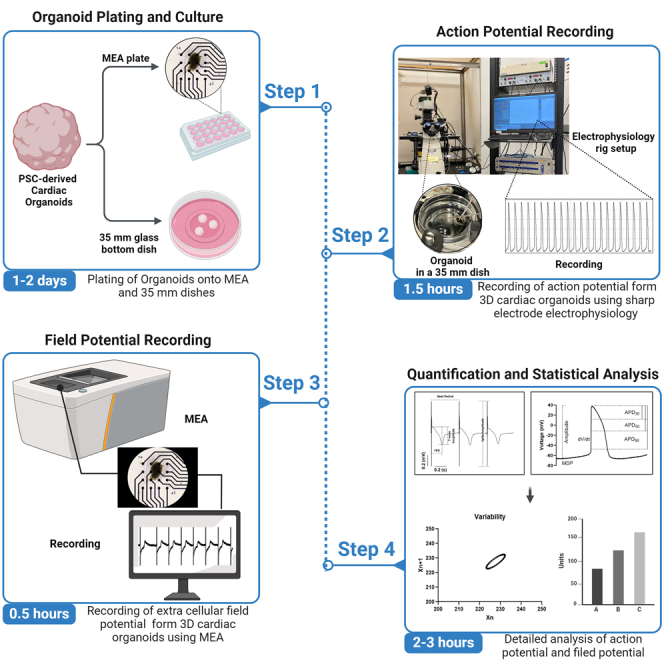 Protocol to study electrophysiological properties of hPSC-derived 3D cardiac organoids using MEA ...
