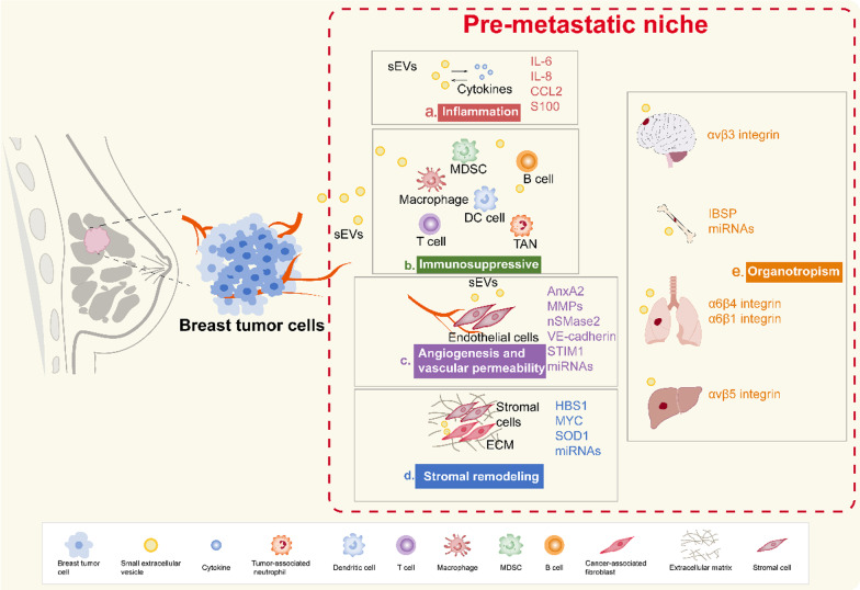 Small extracellular vesicles: from promoting pre-metastatic niche formation to therapeutic ...