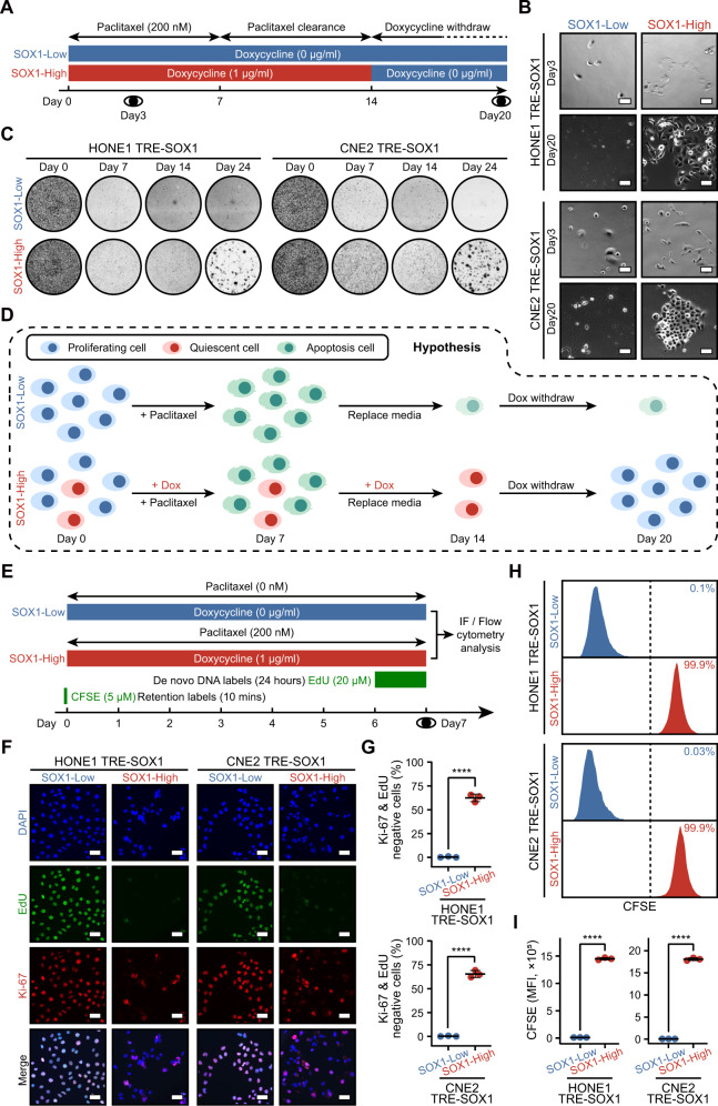 SOX1 acts as a tumor hypnotist rendering nasopharyngeal carcinoma cells refractory to ...
