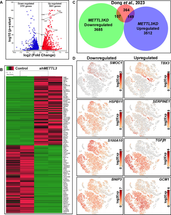 METTL3 shapes m6A epitranscriptomic landscape for successful human placentation - PMC