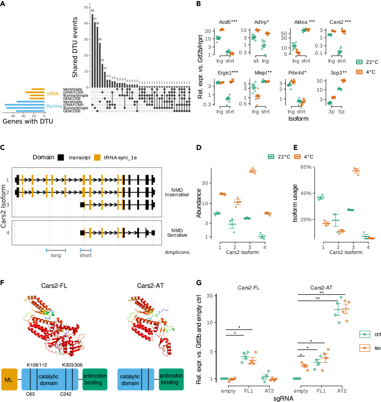 Nanopore sequencing unveils the complexity of the cold-activated murine brown adipose tissue ...