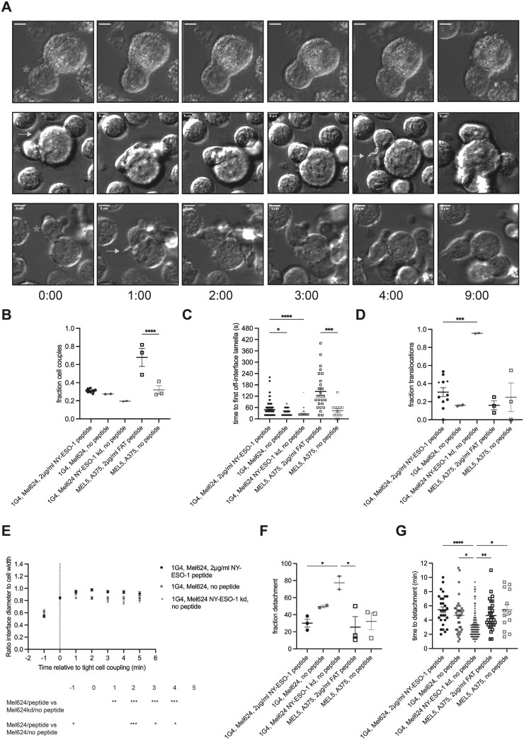 Tumor cell spheroid-induced suppression of primary human cytotoxic T cells as a scalable in ...