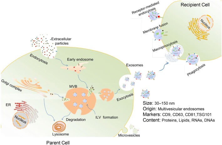 Recent advances of exosomes in immune-mediated eye diseases - PMC