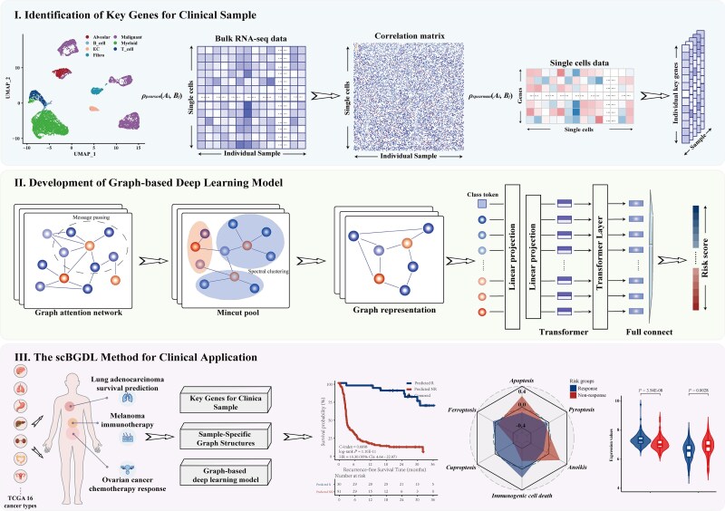 Graph-based deep learning for integrating single-cell and bulk transcriptomic data to identify ...