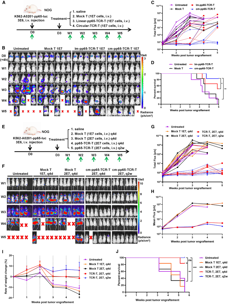 Circular mRNA-based TCR-T offers a safe and effective therapeutic strategy for treatment of ...