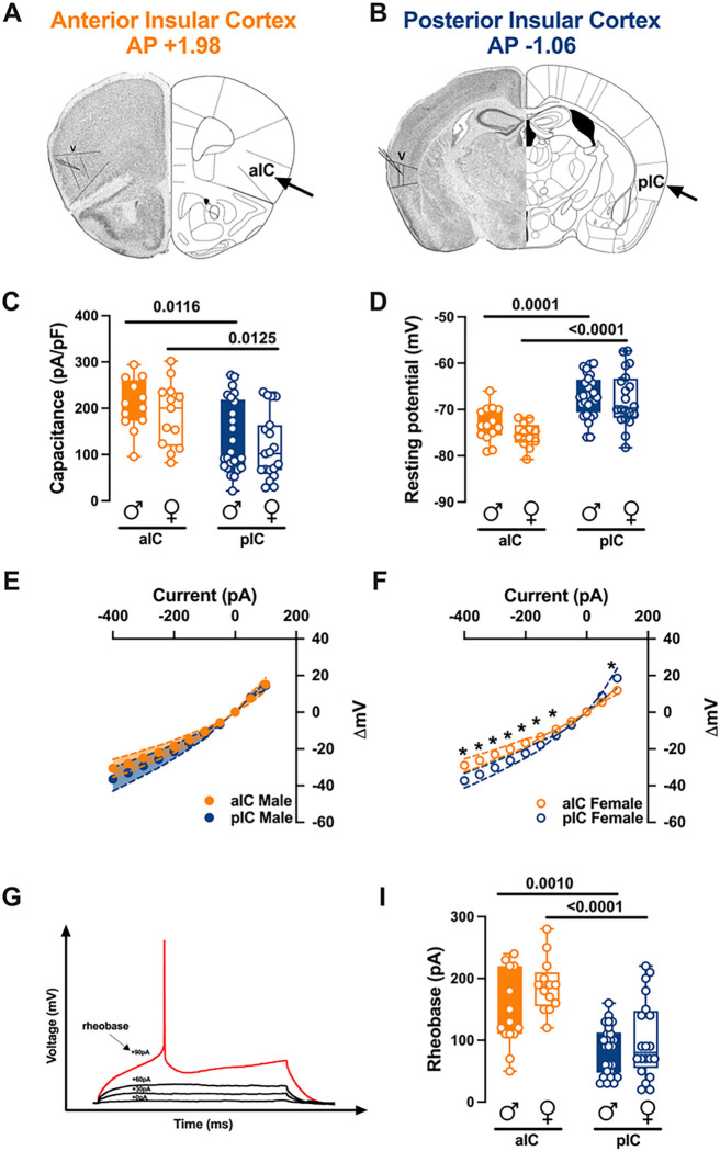 Sexual differences in neuronal and synaptic properties across subregions of the mouse insular ...