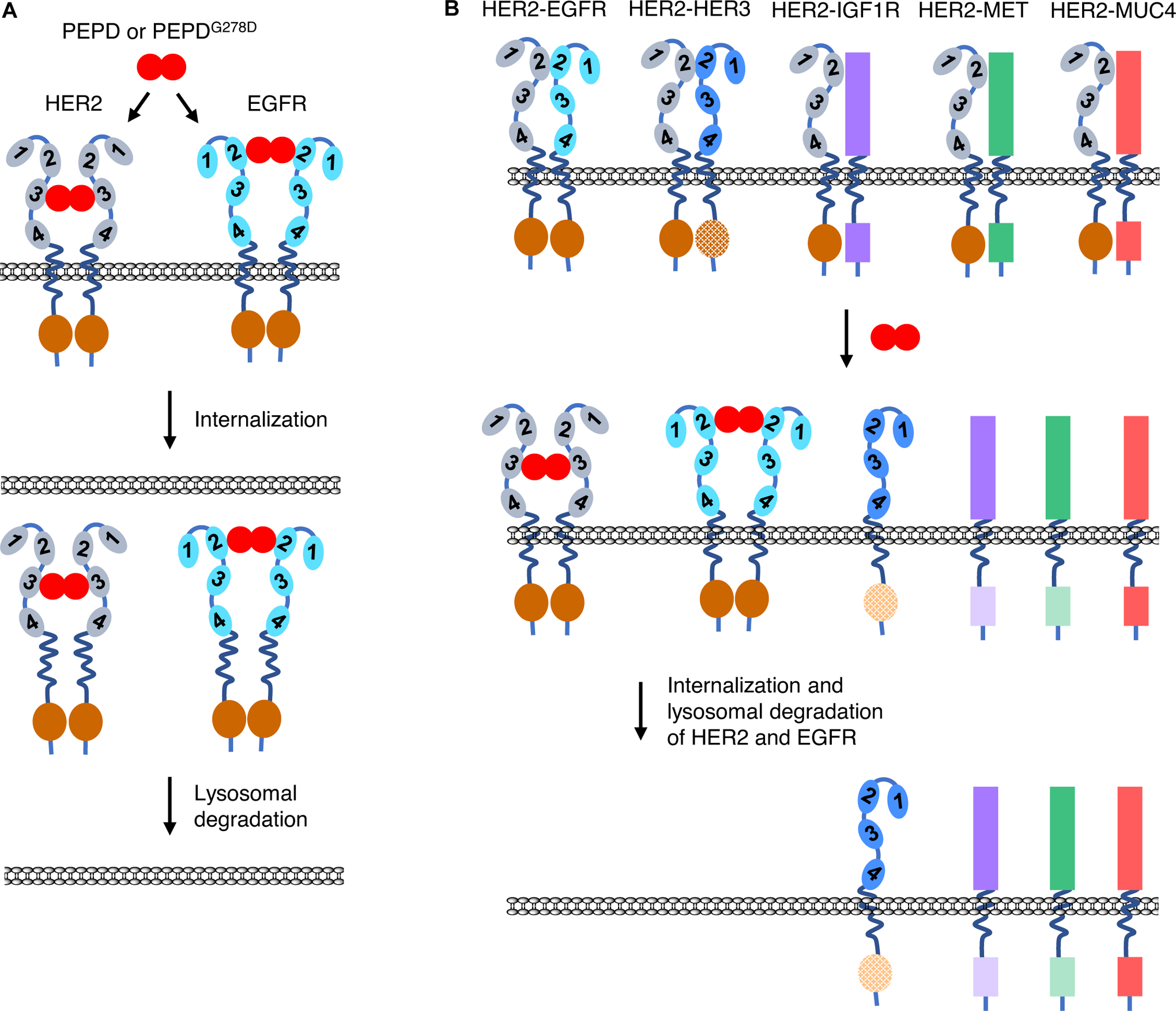The root cause of drug resistance in HER2-positive breast cancer and the therapeutic approaches ...