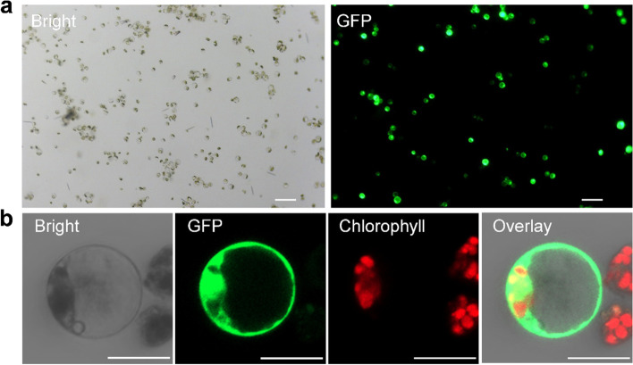 Direct leaf-peeling method for areca protoplasts: a simple and efficient system for protoplast ...