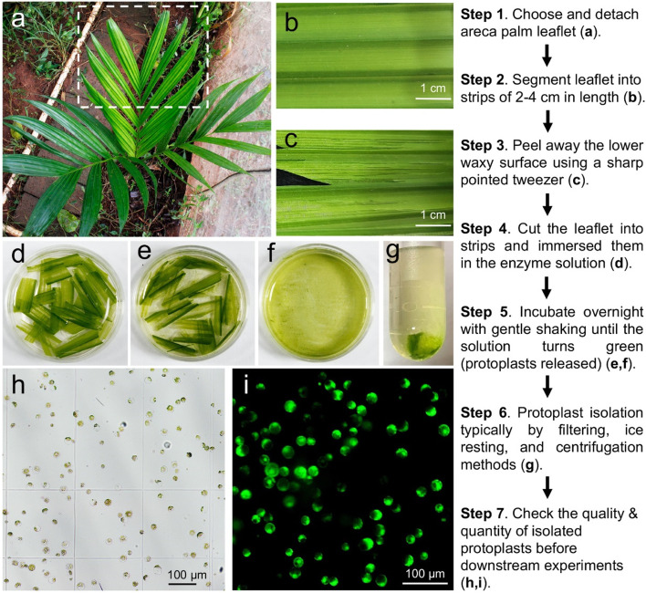 Direct leaf-peeling method for areca protoplasts: a simple and efficient system for protoplast ...