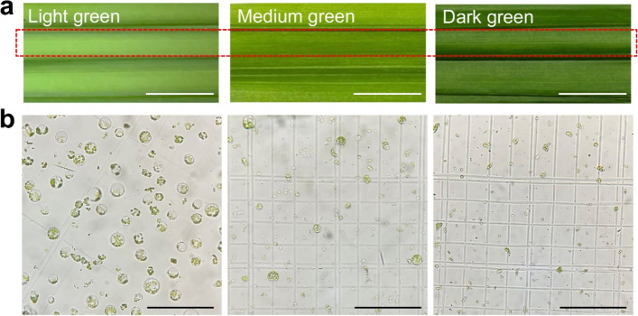 Direct leaf-peeling method for areca protoplasts: a simple and efficient system for protoplast ...