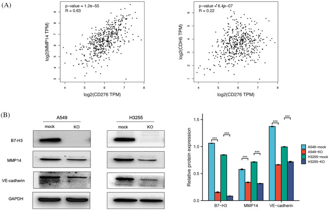 Tumor-expressed B7-H3 promotes vasculogenic mimicry formation rather ...