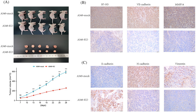Tumor-expressed B7-H3 promotes vasculogenic mimicry formation rather ...