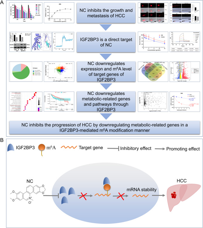 Nitidine chloride inhibits the progression of hepatocellular carcinoma by suppressing IGF2BP3 ...