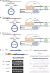 A precise and efficient circular RNA synthesis system based on a ribozyme derived from ...