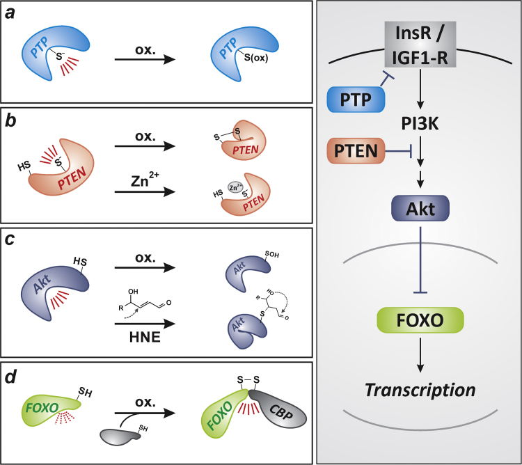 Cellular adaptation to xenobiotics: Interplay between xenosensors, reactive oxygen species and ...