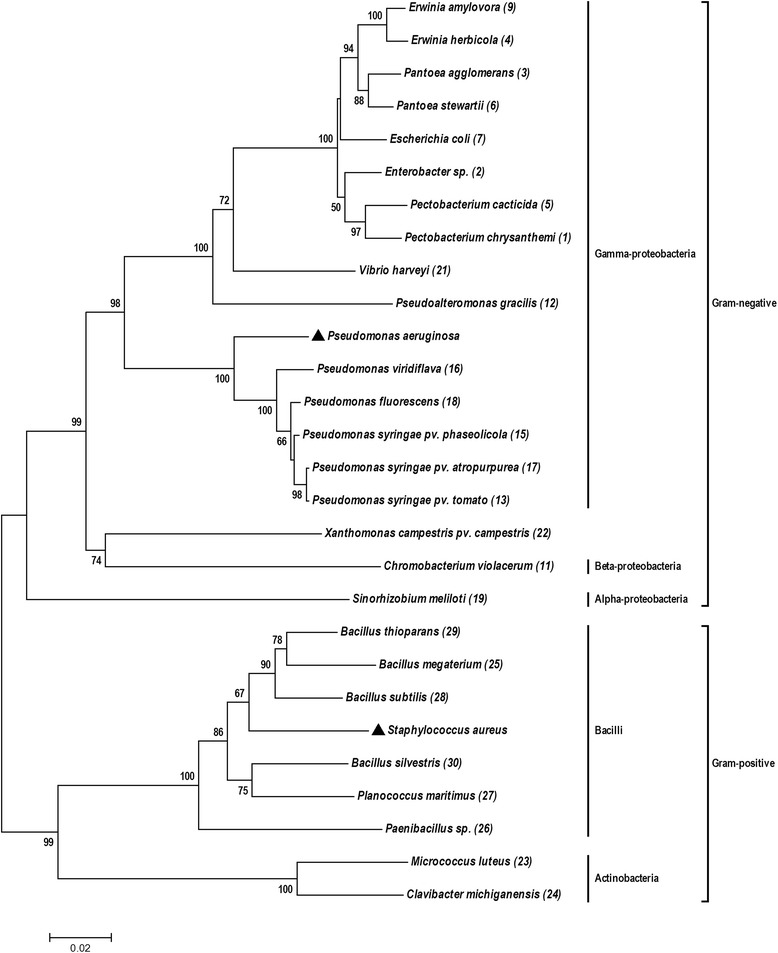 Phylogenetic spectrum and analysis of antibacterial activities of leaf extracts from plants of ...