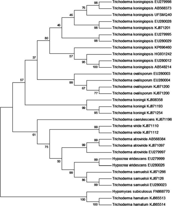 Chitinase production by Trichoderma koningiopsis UFSMQ40 using solid state fermentation - PMC
