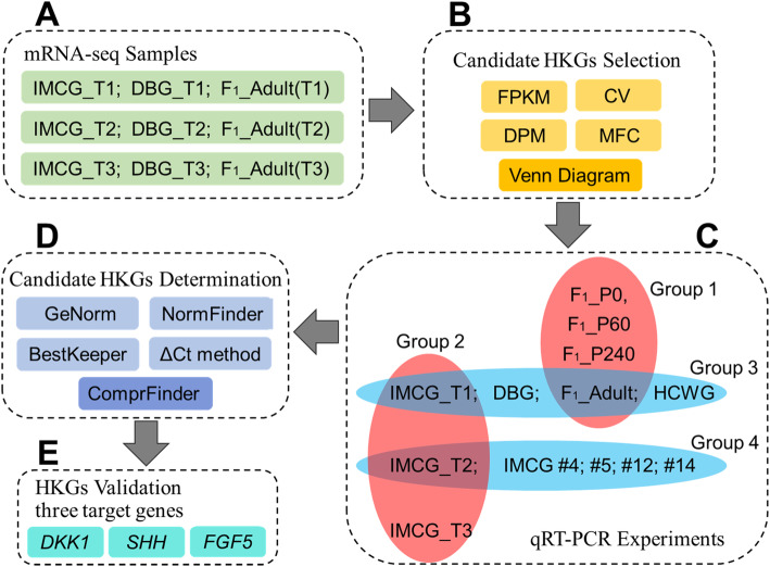 Transcriptome-based selection and validation of optimal house-keeping genes for skin research in ...
