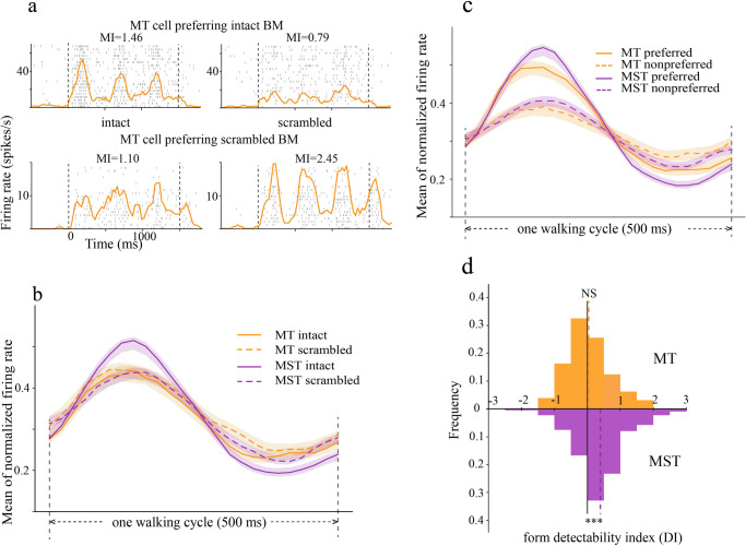 Hierarchical and distinct biological motion processing in macaque visual cortical areas MT and ...