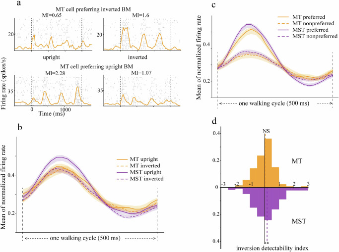 Hierarchical and distinct biological motion processing in macaque visual cortical areas MT and ...
