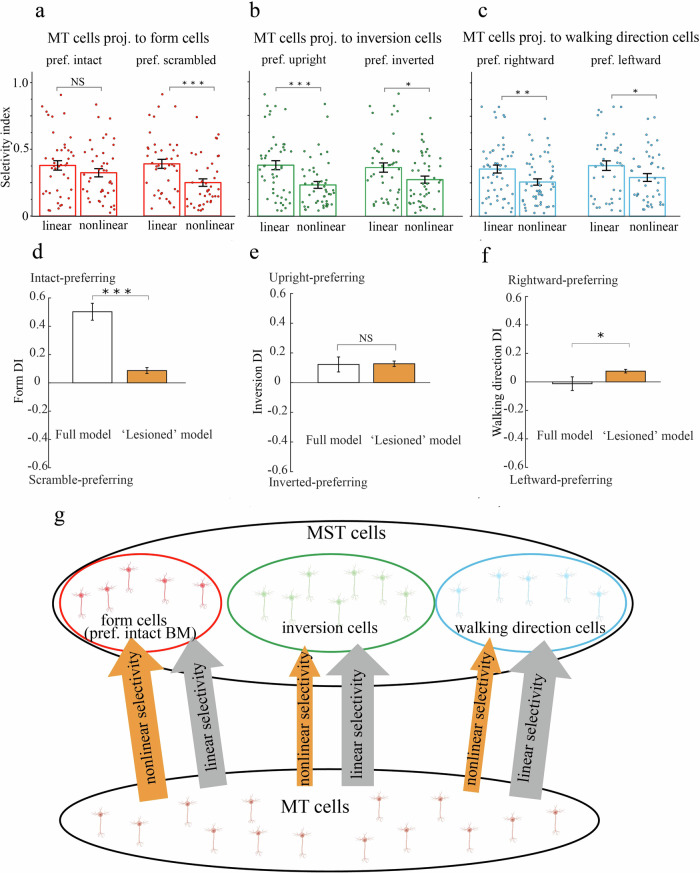 Hierarchical and distinct biological motion processing in macaque visual cortical areas MT and ...