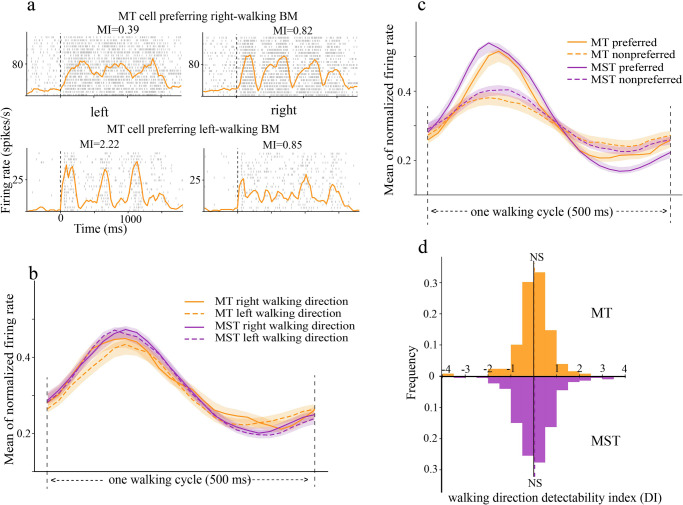 Hierarchical and distinct biological motion processing in macaque visual cortical areas MT and ...