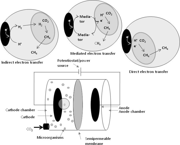 Methanogens: biochemical background and biotechnological applications - PMC
