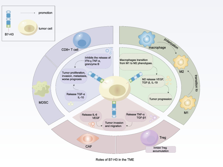 A promising target for breast cancer: B7-H3 - PMC