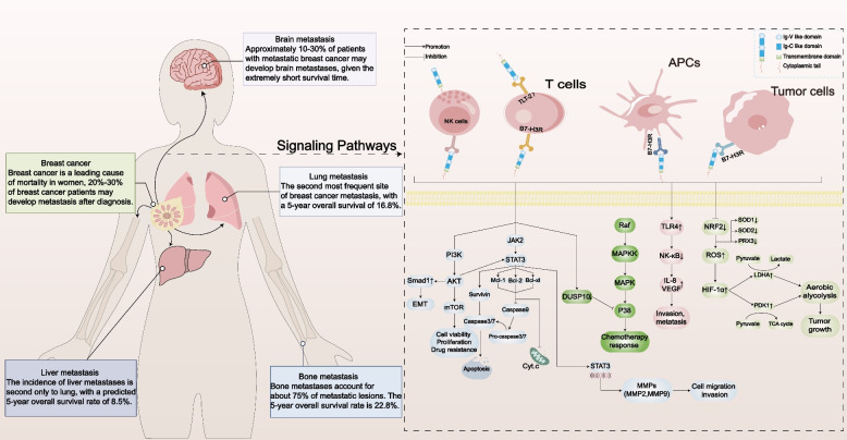 A promising target for breast cancer: B7-H3 - PMC