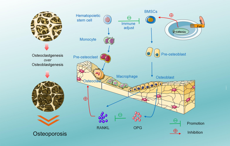 Multifunctional gold nanoparticles for osteoporosis: synthesis, mechanism and therapeutic ...