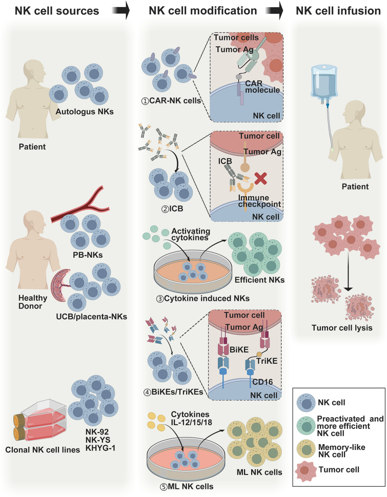 Targeting Natural Killer Cells From Basic Biology To Clinical Application In Hematologic