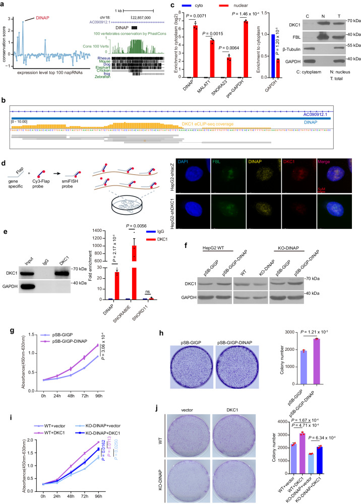 NAP-seq reveals multiple classes of structured noncoding RNAs with regulatory functions - PMC